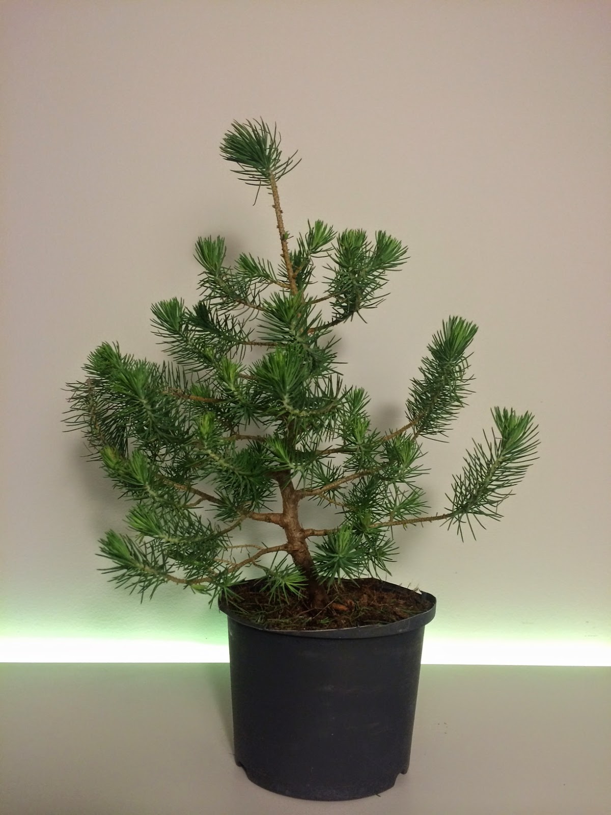 NORDIC NEBARI by Kenneth Olsen: Bonsai made of a 4 Euro tree... (Pinus ...